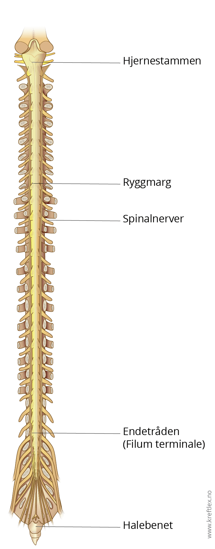 KREFT I RYGGMARGEN